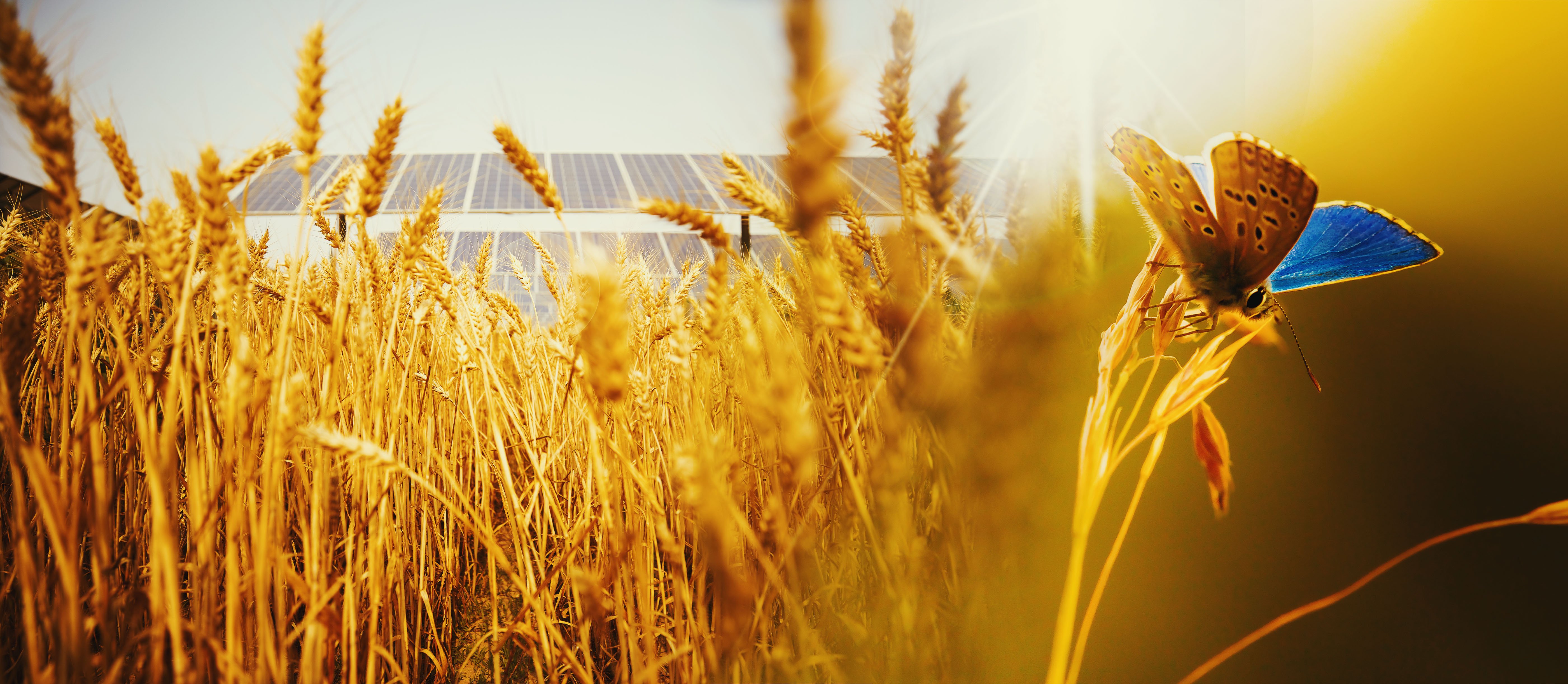 Agrivoltaïsme : Appel à projets Amarenco x MiiMOSA