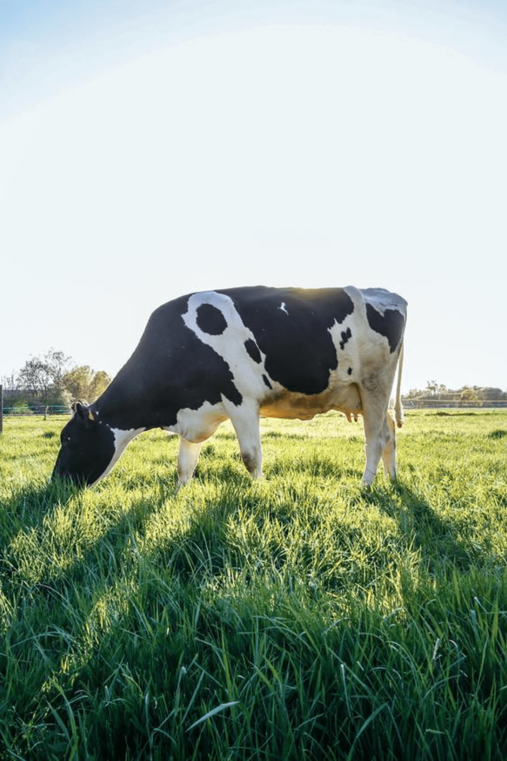 Diversification agricole : pistes & exemples - MiiMOSA