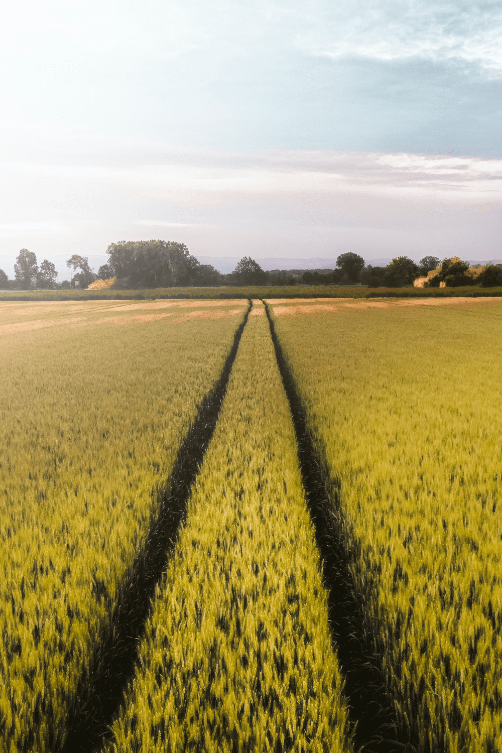 Diversification agricole : pistes & exemples - MiiMOSA